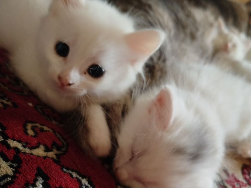 Котята без породы