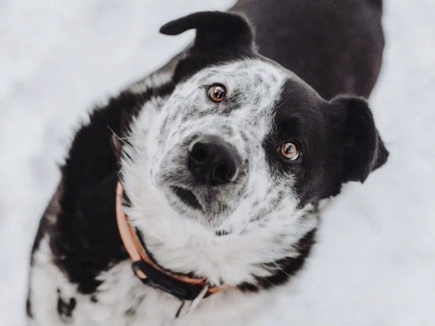 Собаки бесплатно