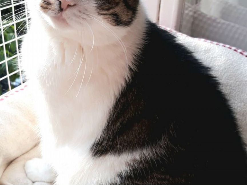 Добрейшая кошечка Маруся в поисках дома