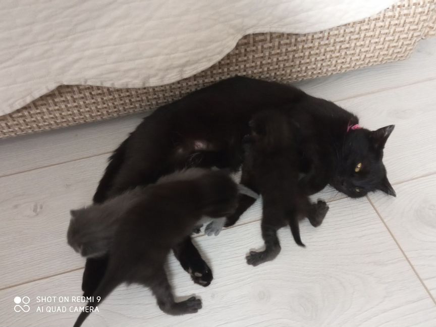 Кошка в дар