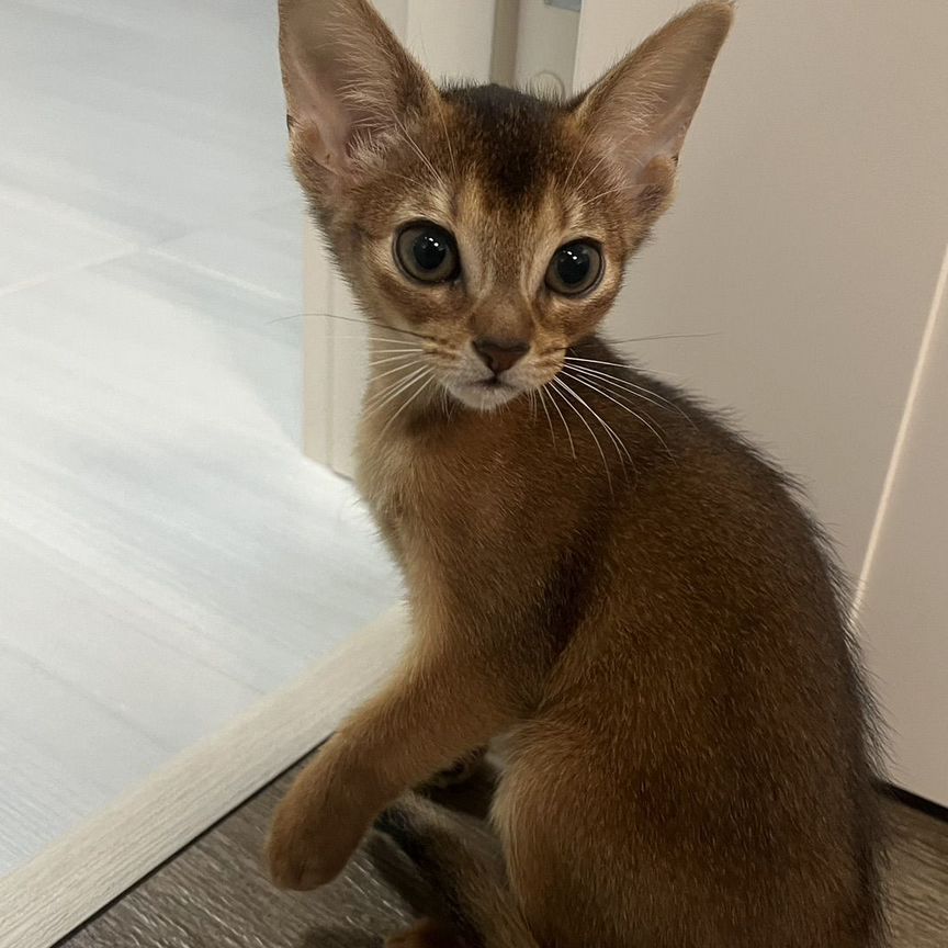 Абиссинский котенок (кошечка)