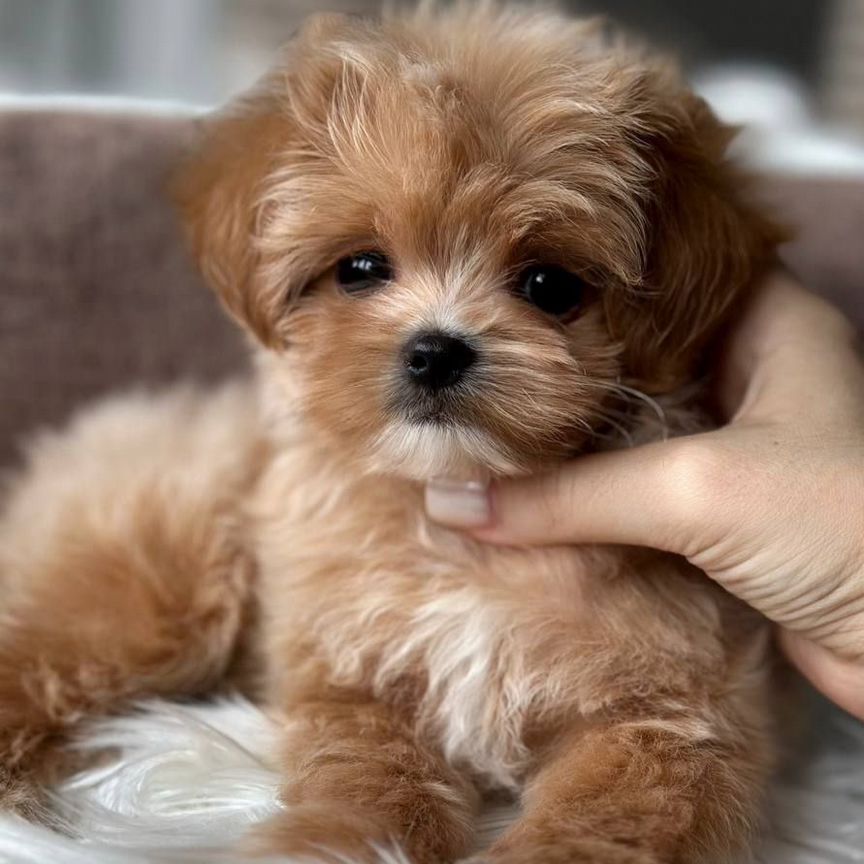 Мальтипу, щенок