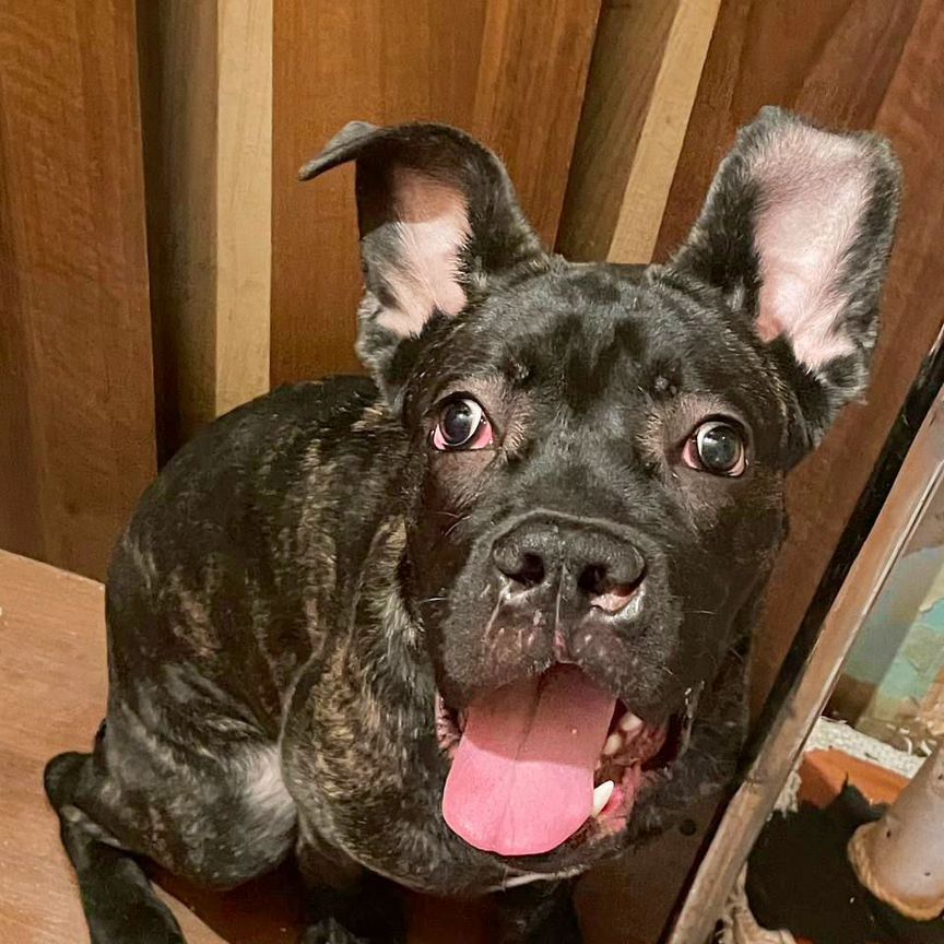 Собаки щенки коне Корсо