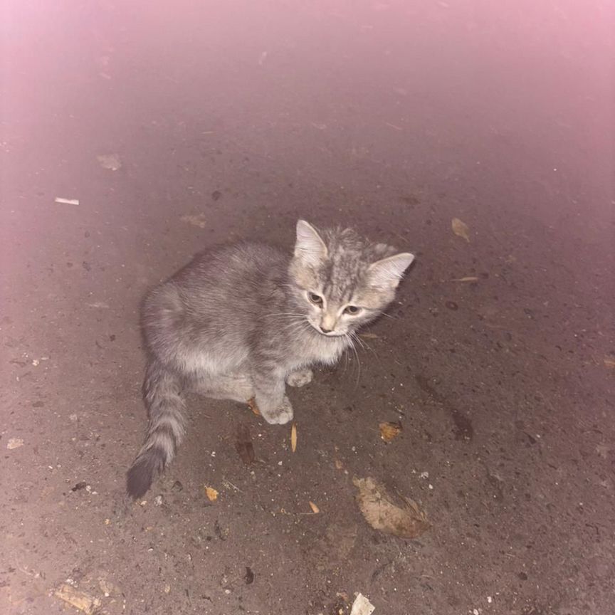 Нужна помощь котёнку