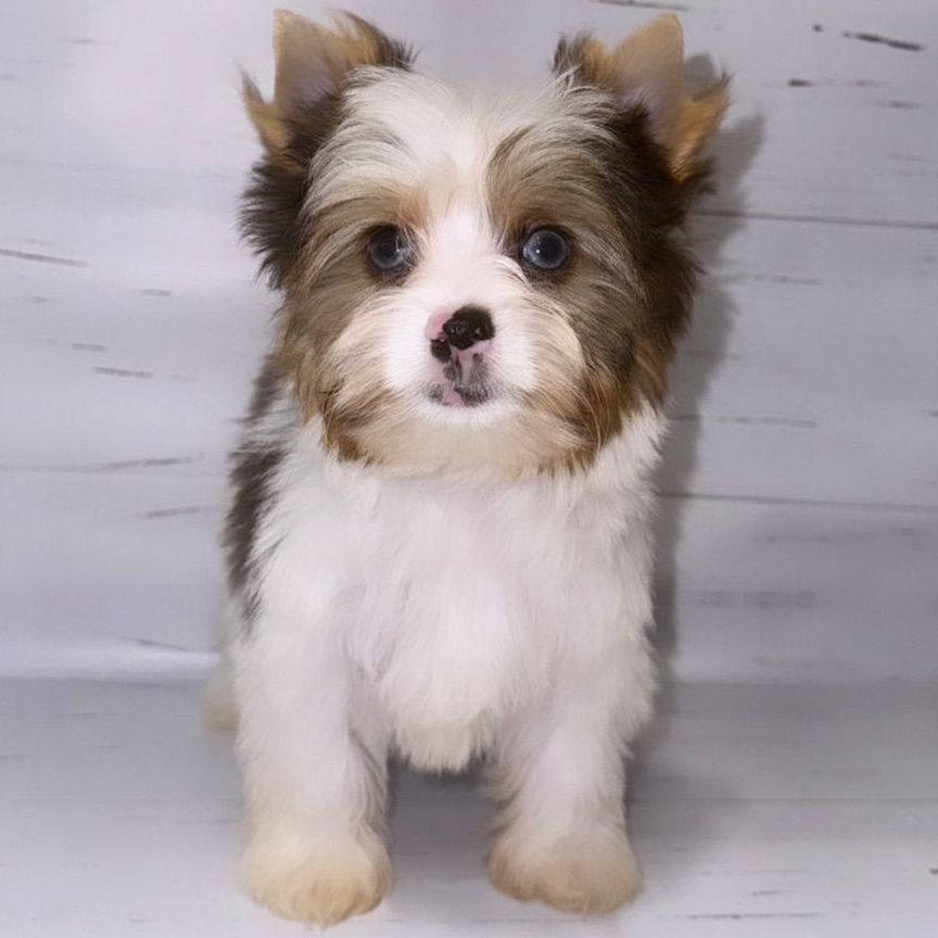 Бивер-йоркширский терьер, щенок