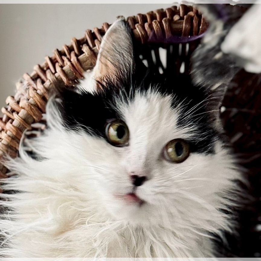 Взрослая кошка в добрые руки