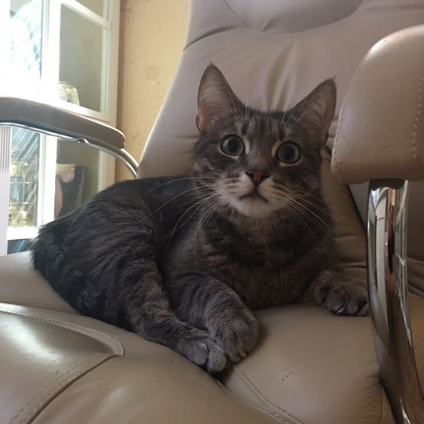 Кошки в добрые руки