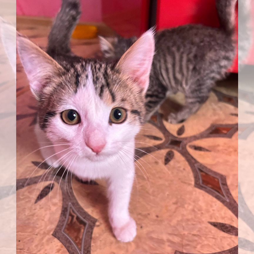 Котёнок в добрые руки