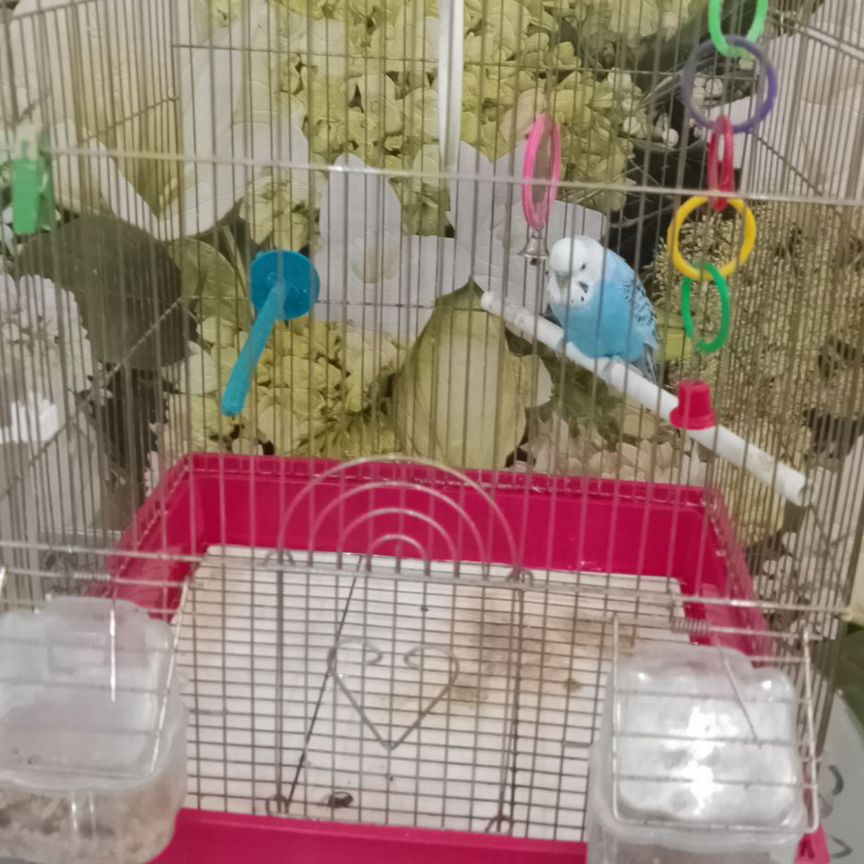 Волнистый попугай