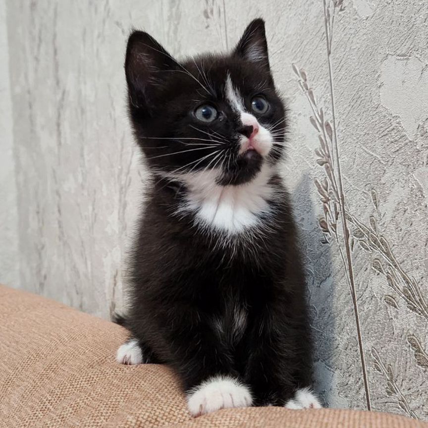 Шотландский прямоухий короткошёрстный котёнок