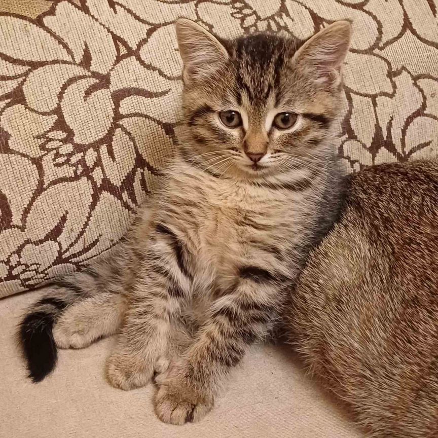 Красавцы братишки ждут свою семью