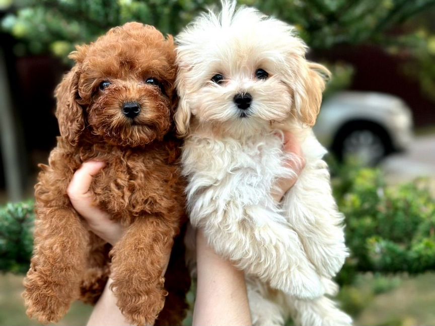 Supet Mini Maltipoo тикап f-1 (корея. Китай)