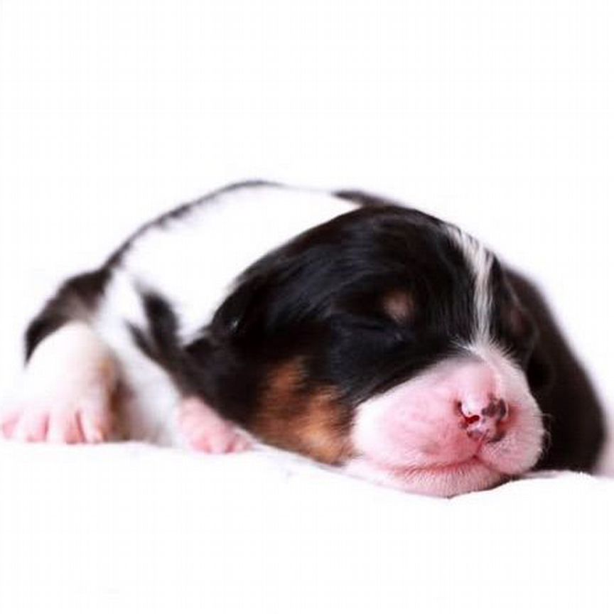 Австралийская овчарка, щенок