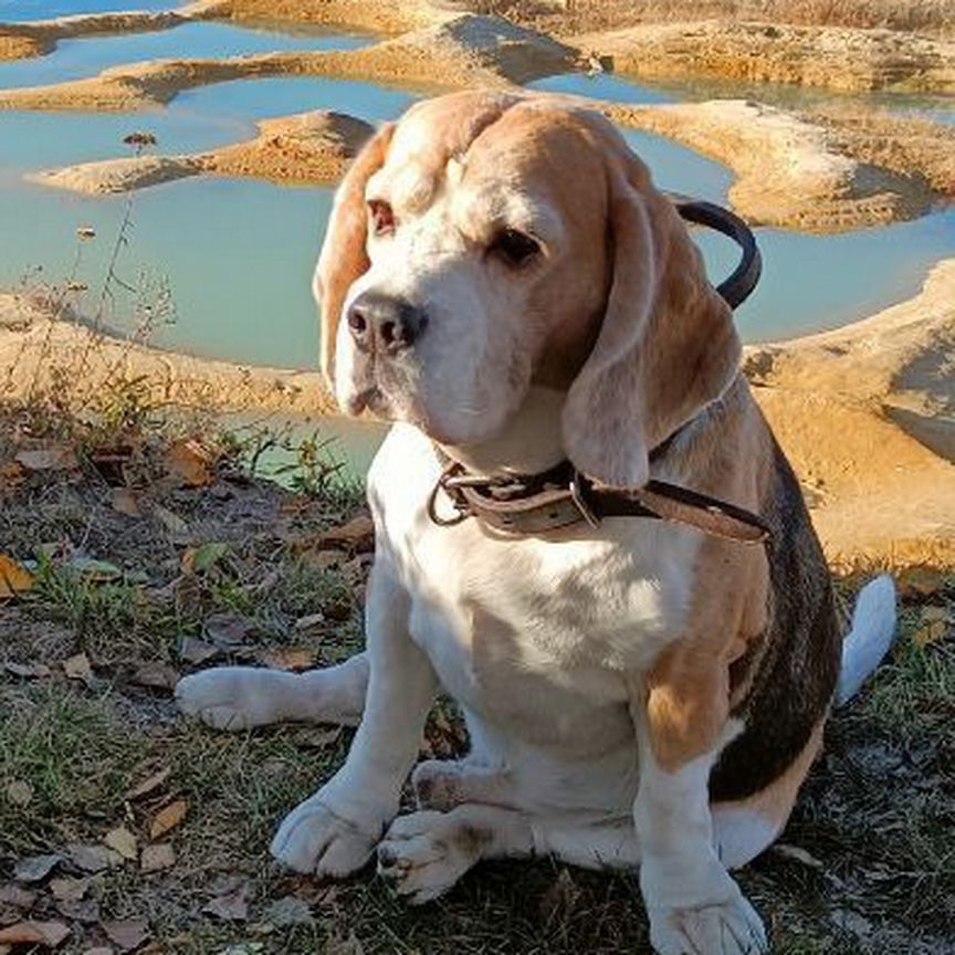 Бигль, взрослый пёс