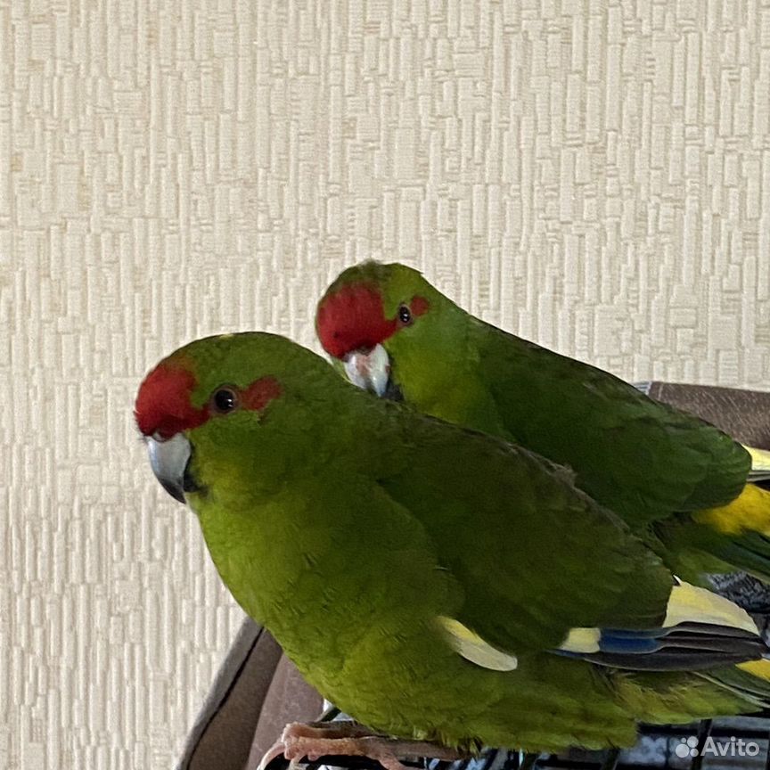 Какарики домашний птенец девочка