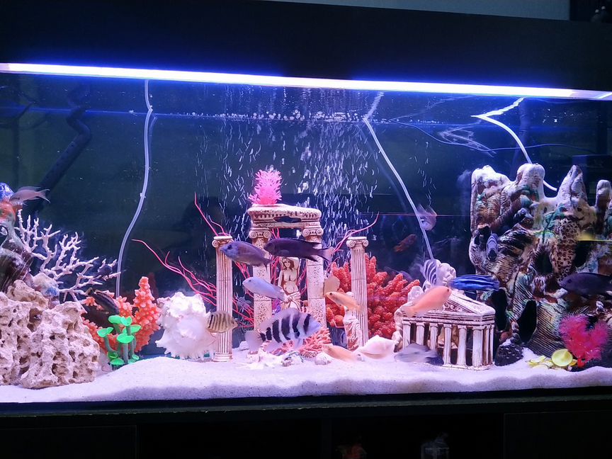 Много декора и аквариум 18л