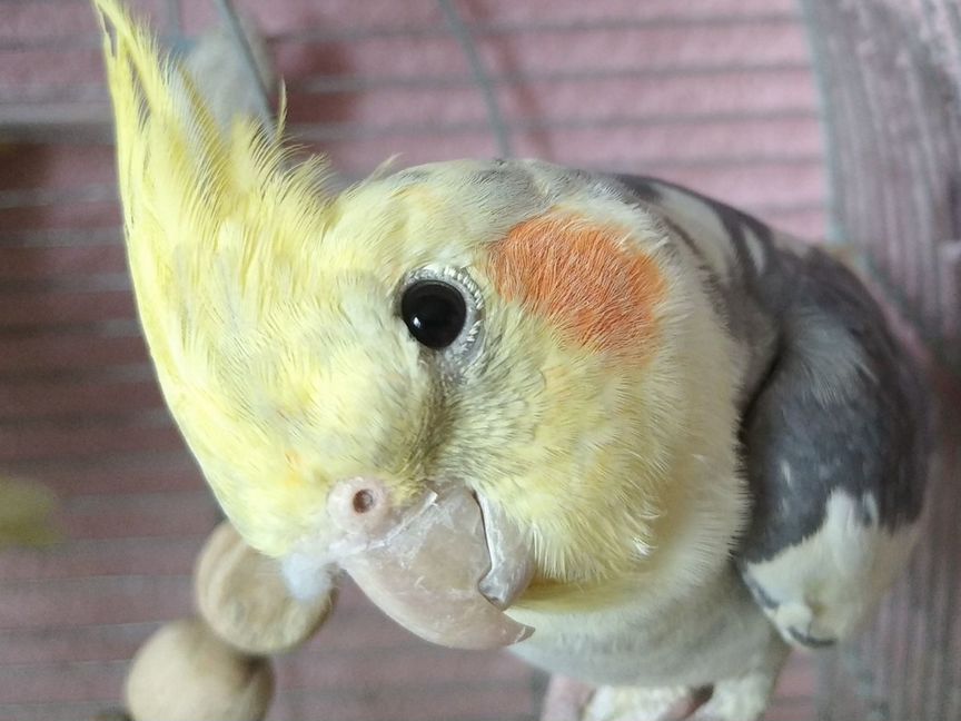 Корелла пара