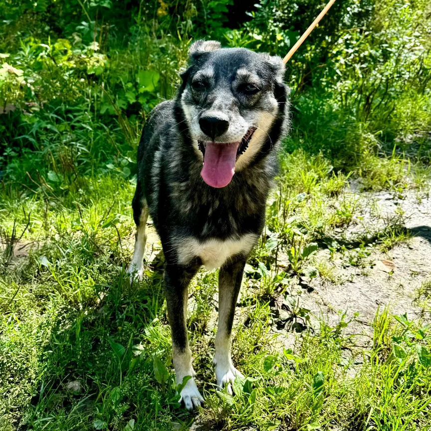 Ищем друга для собачки из приюта