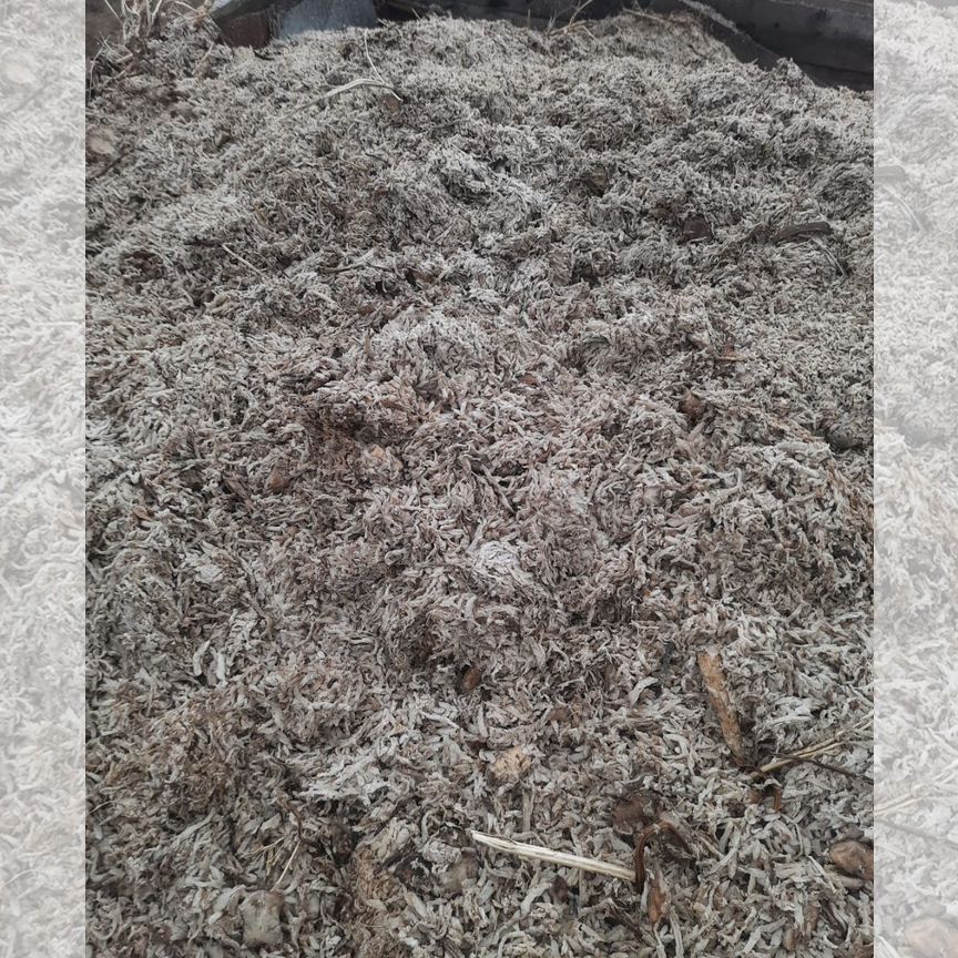 Жом свекловичный сырой