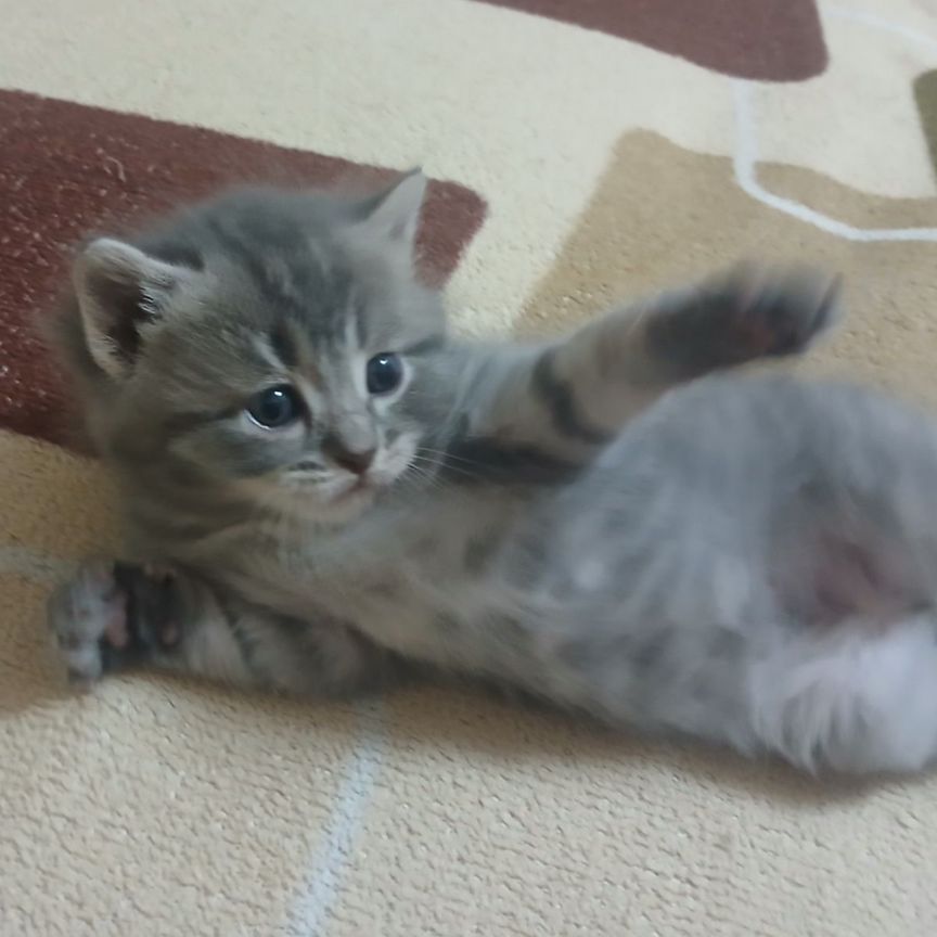 Британский короткошёрстный котёнок