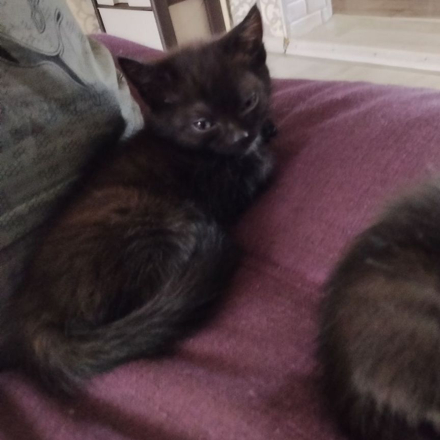 Котёнок в добрые руки