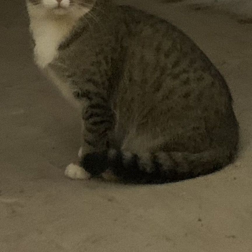 Кот в добрые руки