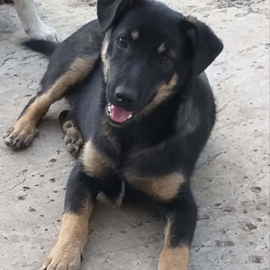 Щенки в добрые руки