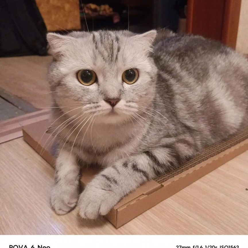 Шотландская вислоухая длинношёрстная, взрослая кошка