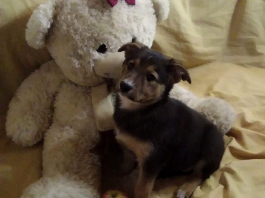 Малыши для души(венгерская выжла)