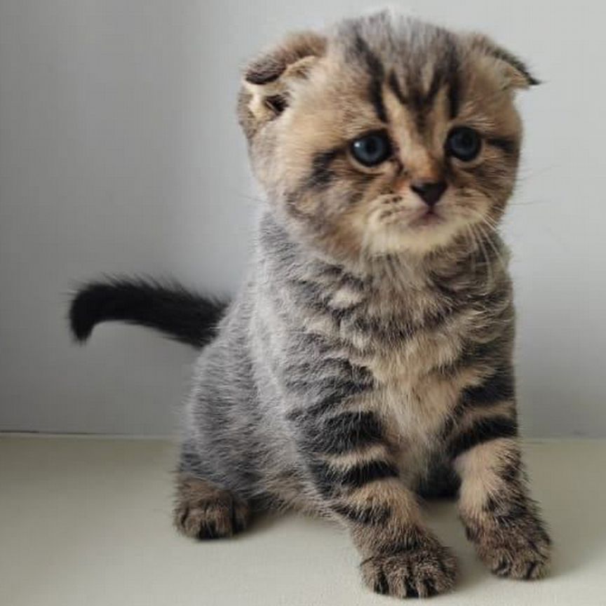 Шотландский вислоухий короткошёрстный котёнок