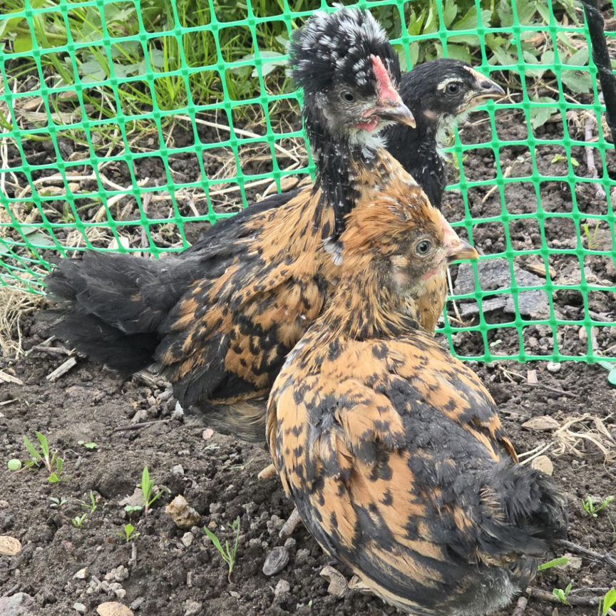 Цыплята 1,5 мес