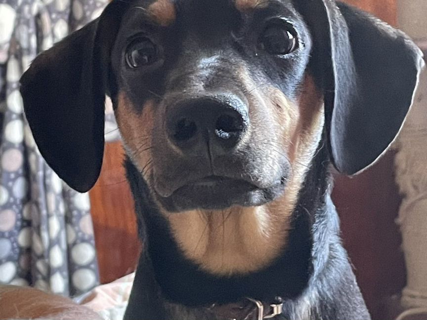 Такса в добрые руки