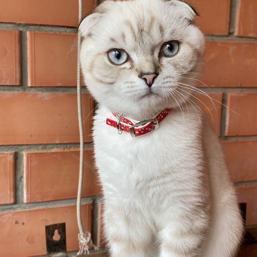 Кот на вязку. Жених