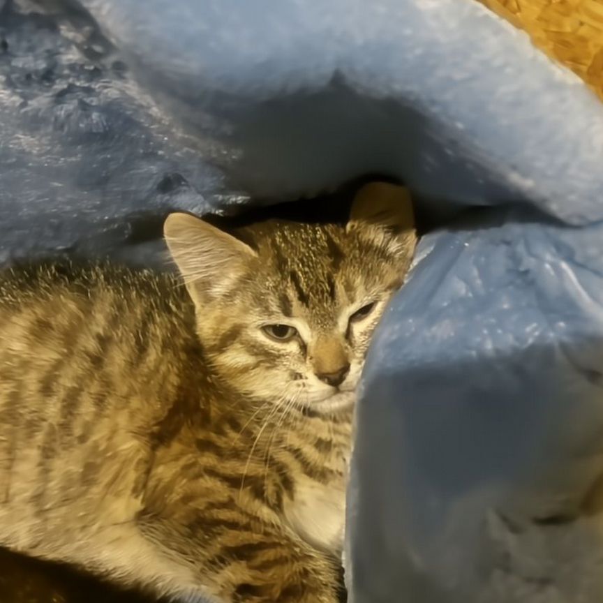 Котёнок в добрые руки