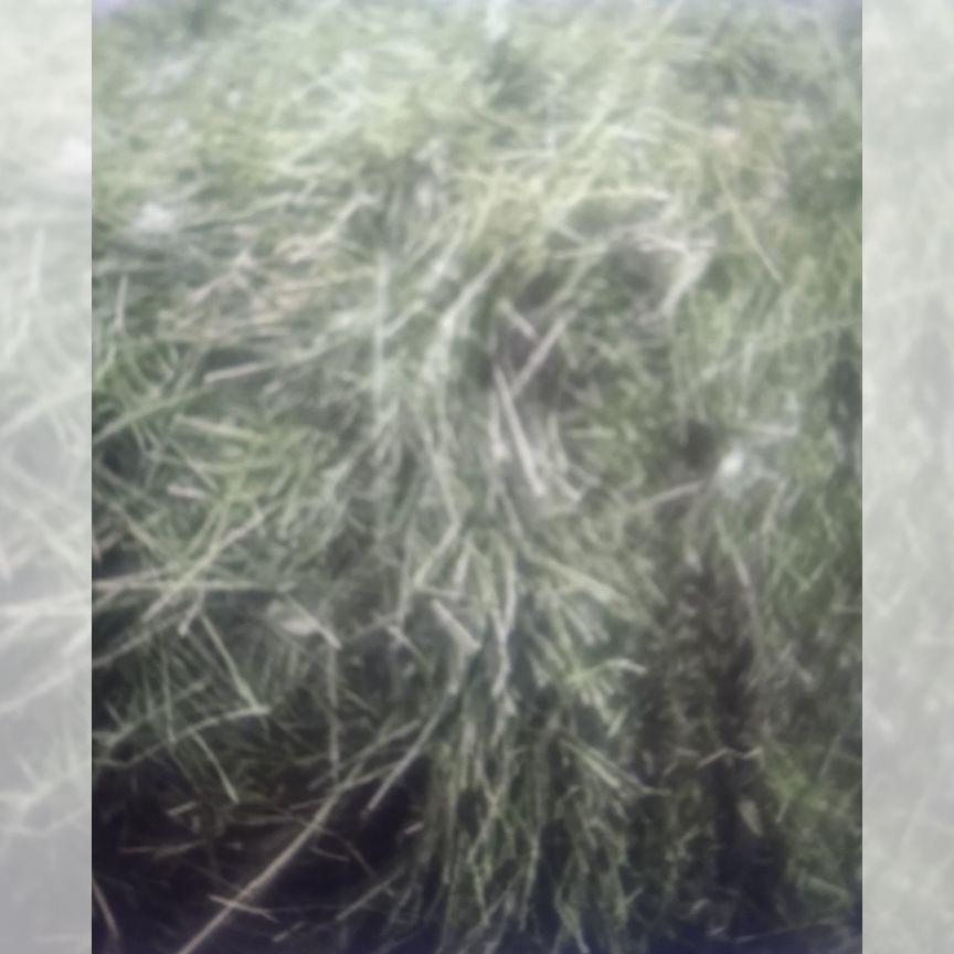 Сено в квадратных тюках