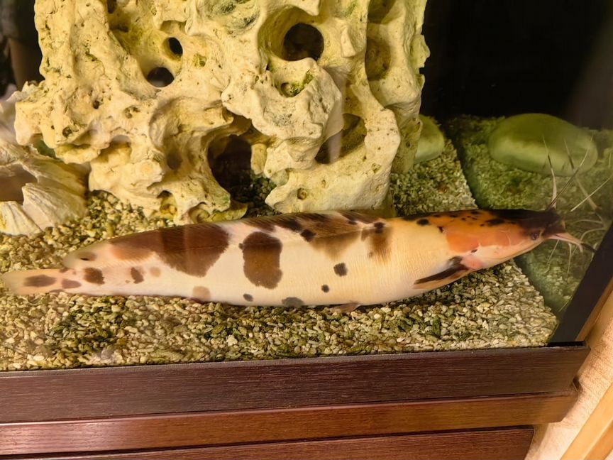 Аквариумный сом Клариус