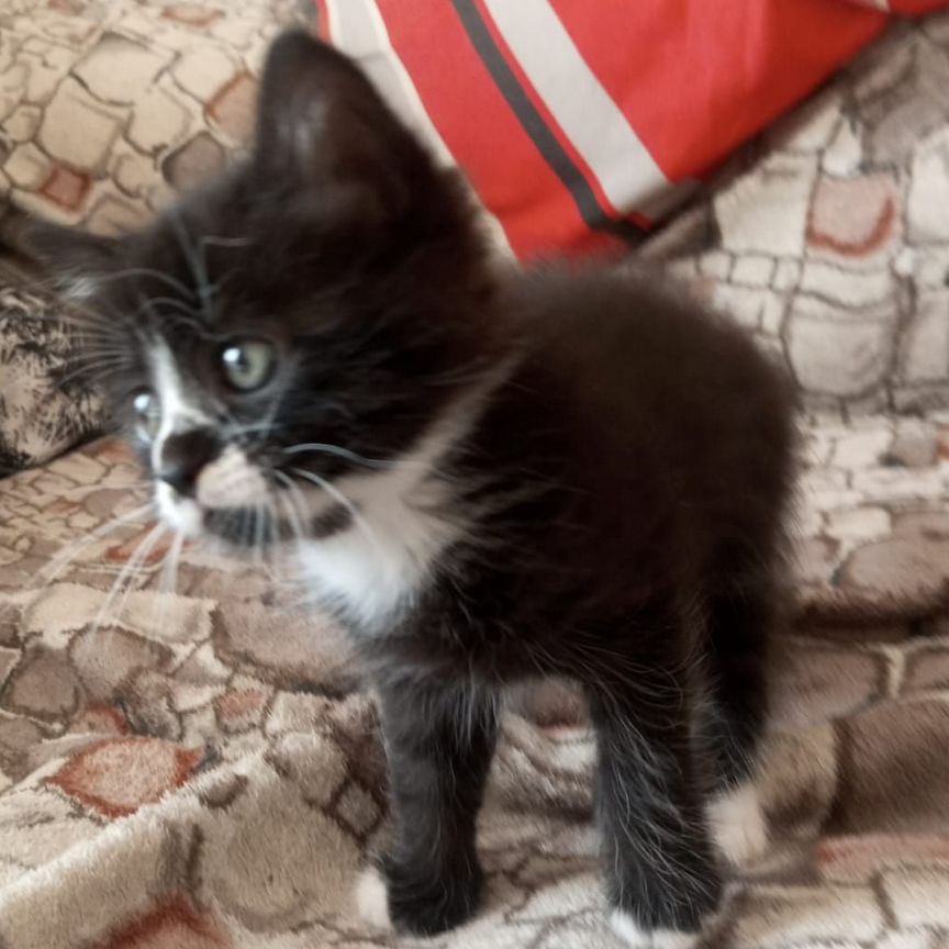 Отдам бесплатно котёнка