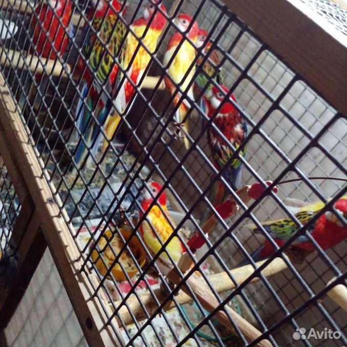 Розелла красная и желтая