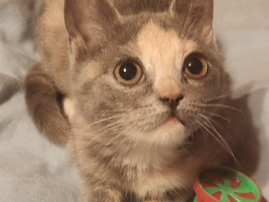 Кошка