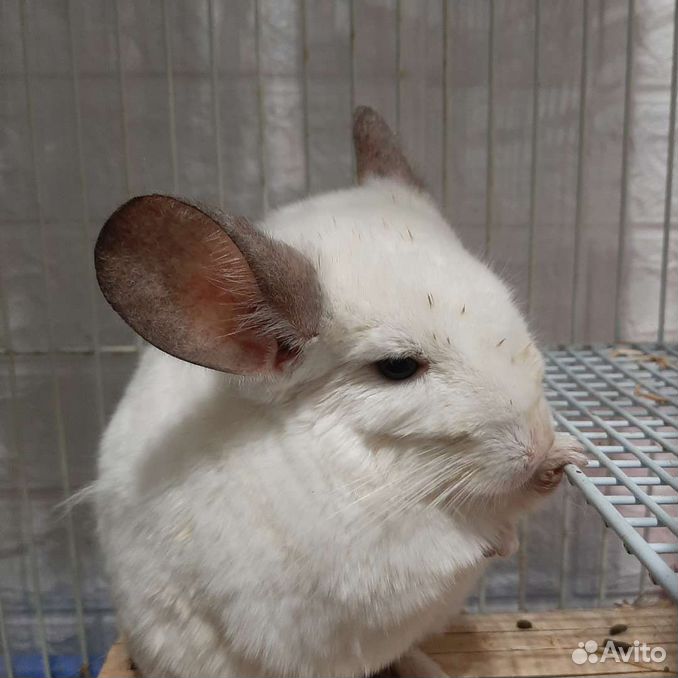 Шиншилла мальчик