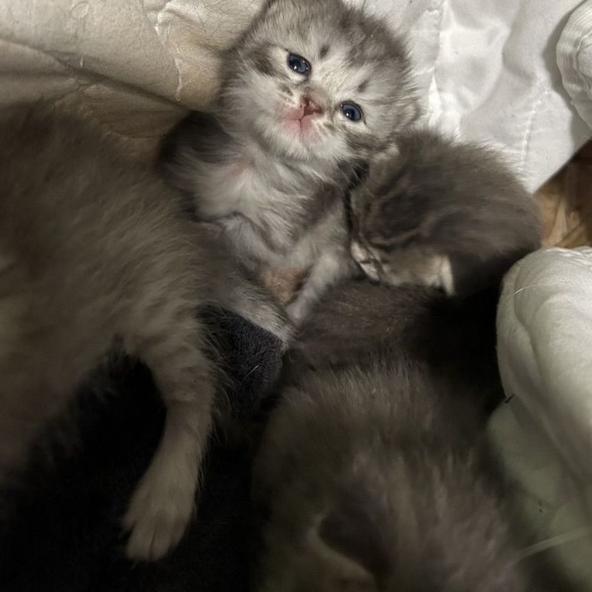 Отдам котят