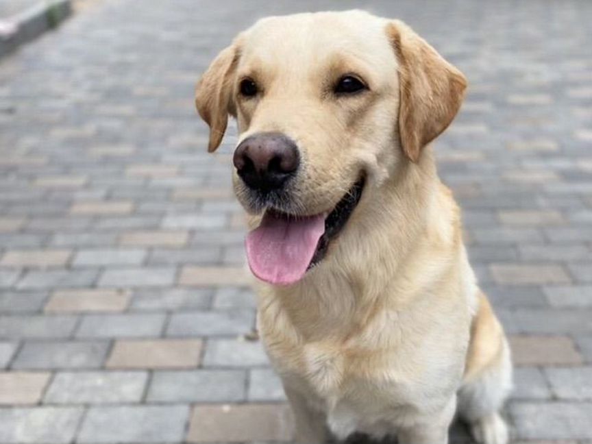 Лабрадор 8 месяцев