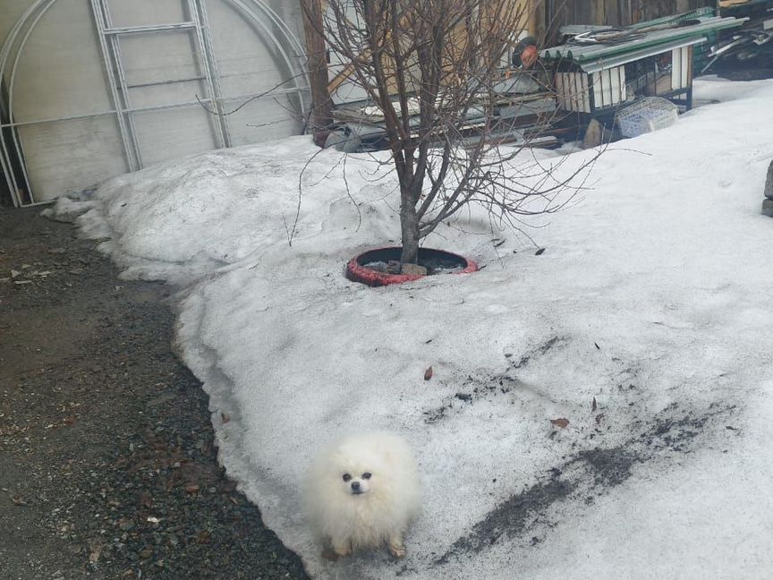 С Р О Ч Н О Шпиц мальчик померанец мини Челябинск
