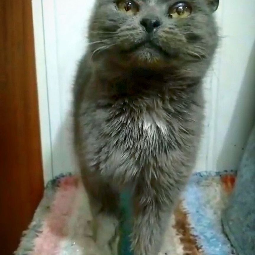 Кошка голубая