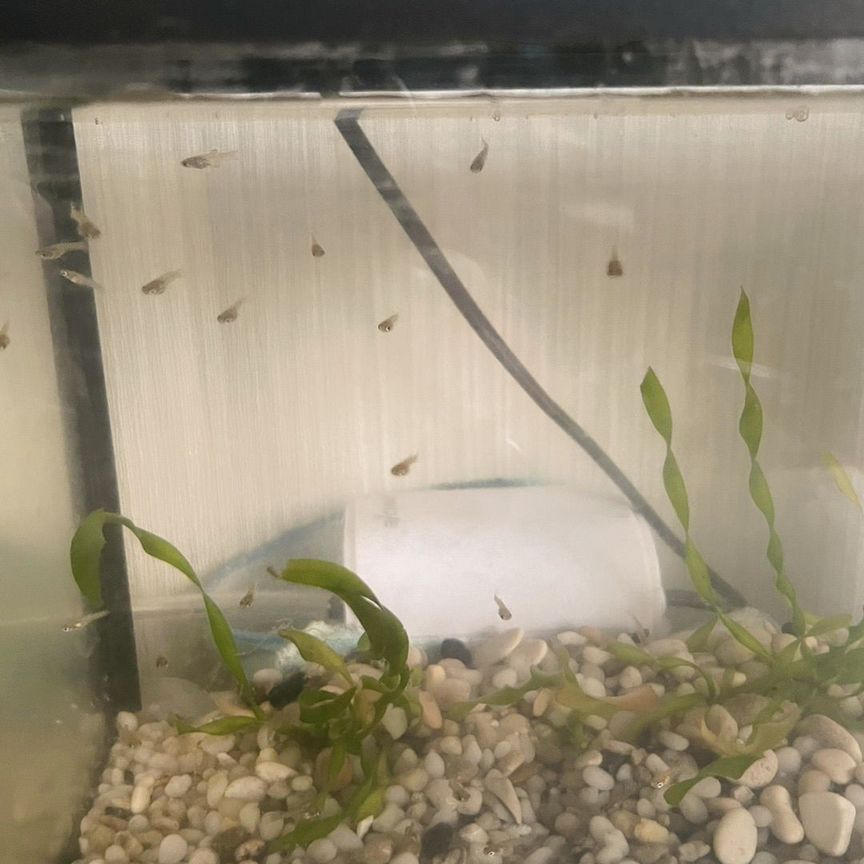 Рыбки гуппи мальки