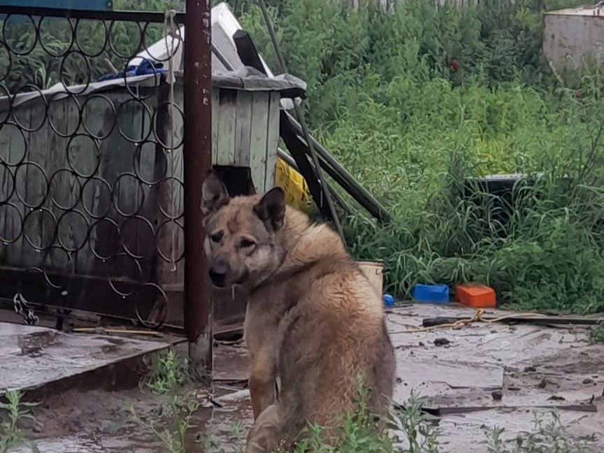 Щенки волкособа
