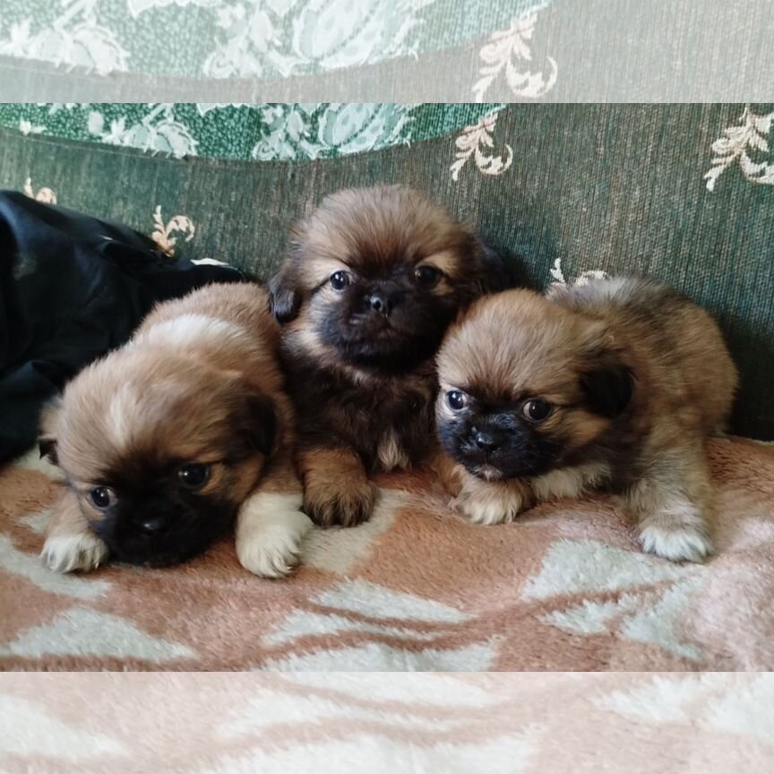 Пикенс собака