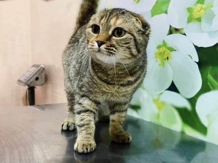 Шотландская вислоухая кошечка-подросток