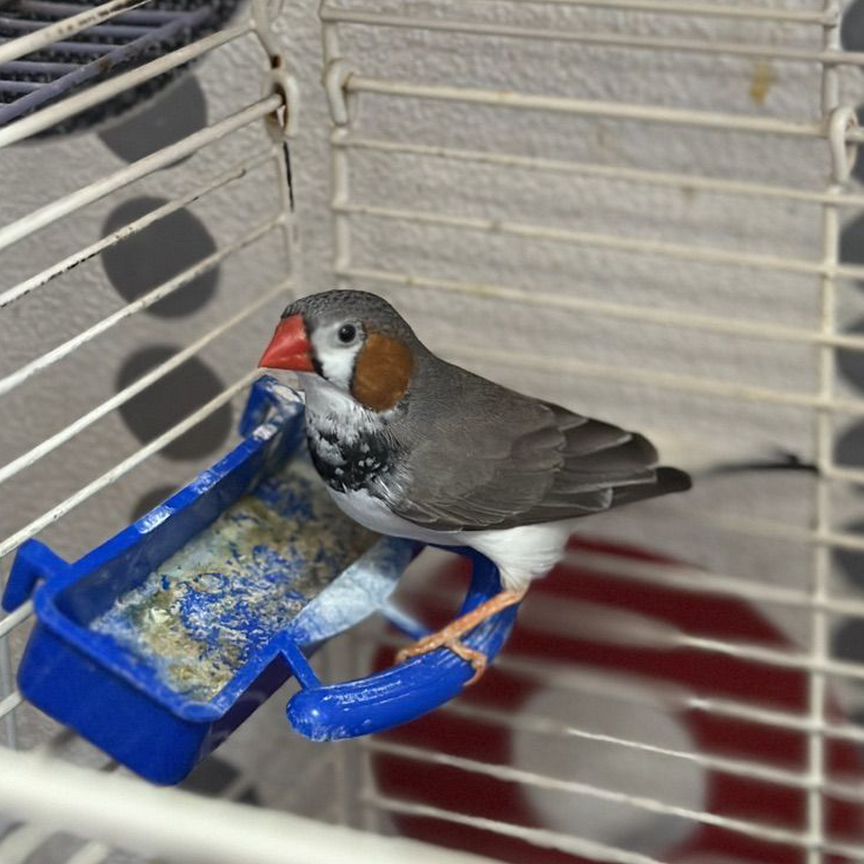 Амадины Самец