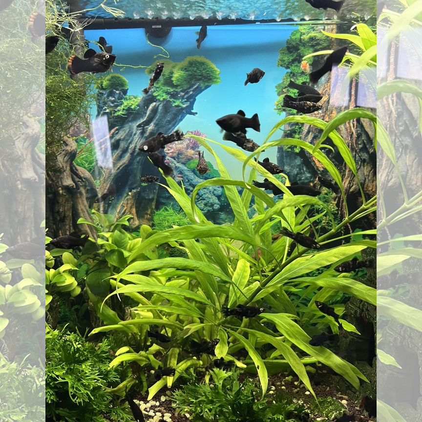 Аквариумные рыбки, креветки